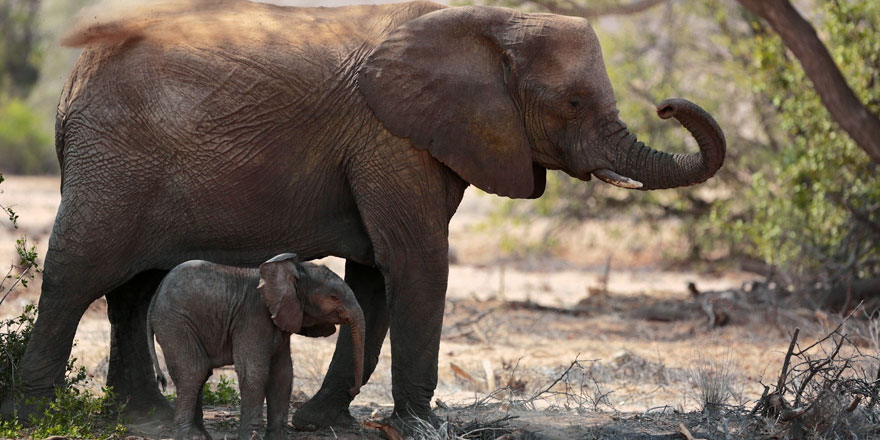 Bebek fil sayısında şaşırtıcı patlama!