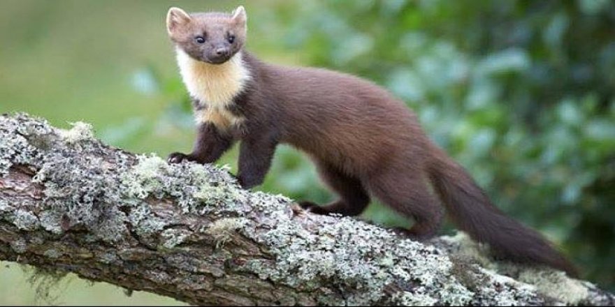 Isparta'da, alaca sansar ailesi görüntülendi