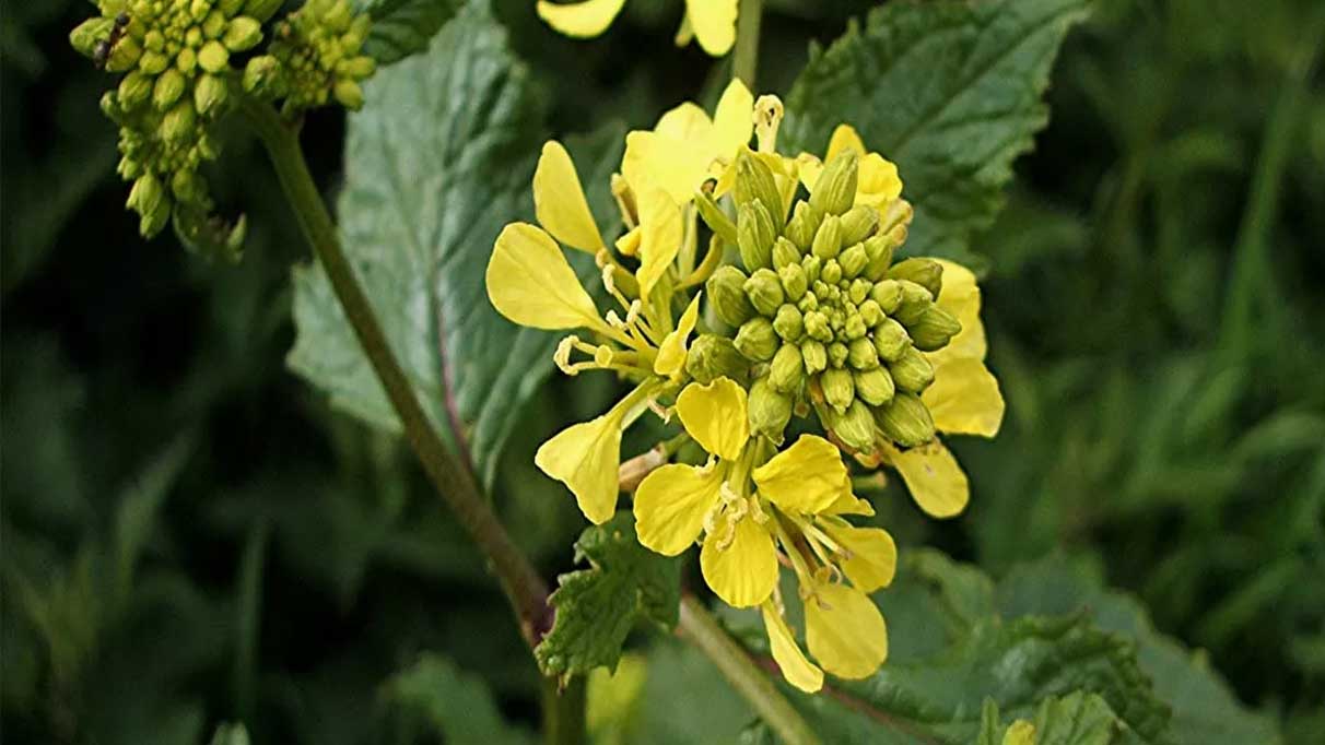 Hardal otu nedir, ne işe yarar ve nasıl kullanılır? Hardal otunun ...